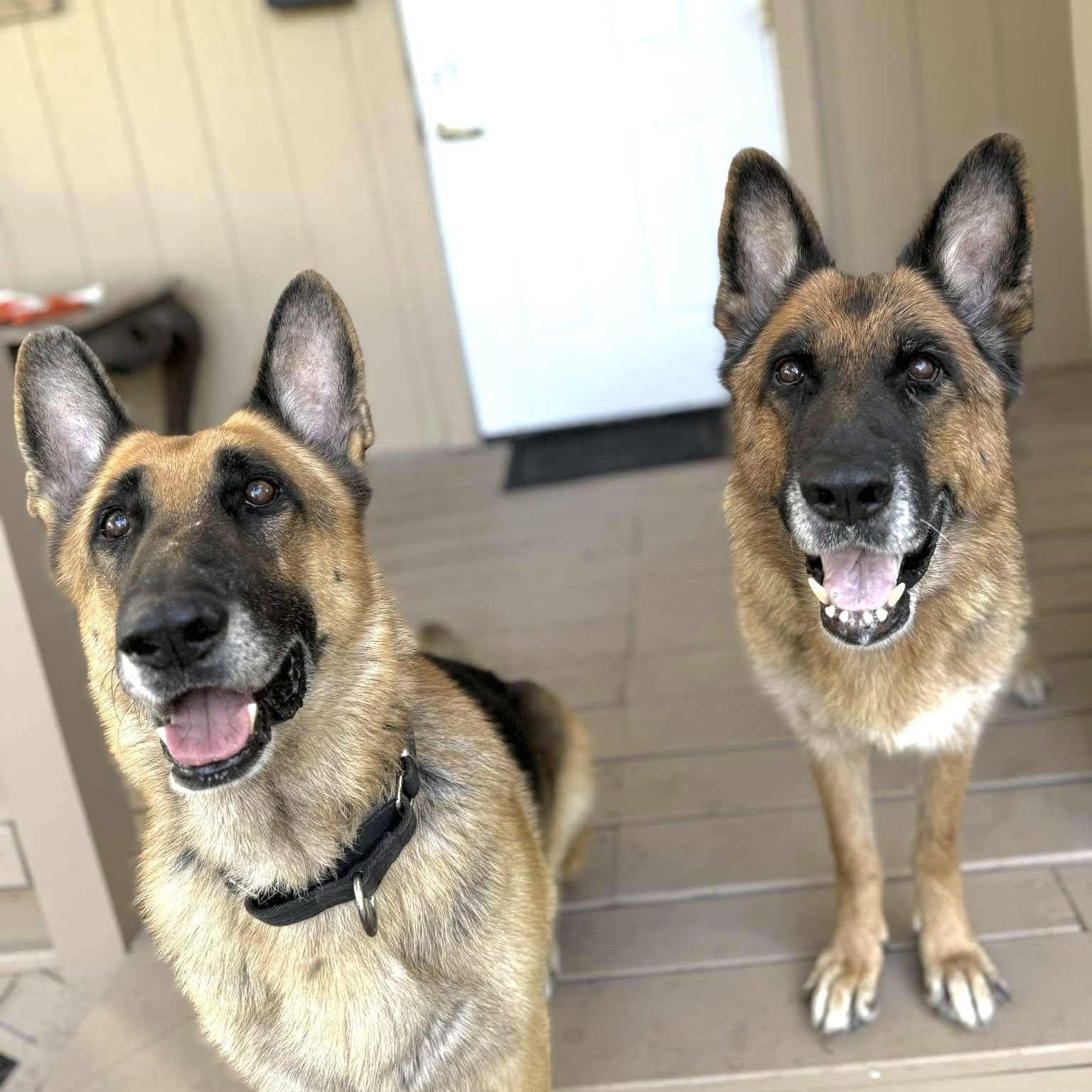 Dog for adoption - Megan & Magnus, a German Shepherd Dog in Portland ...