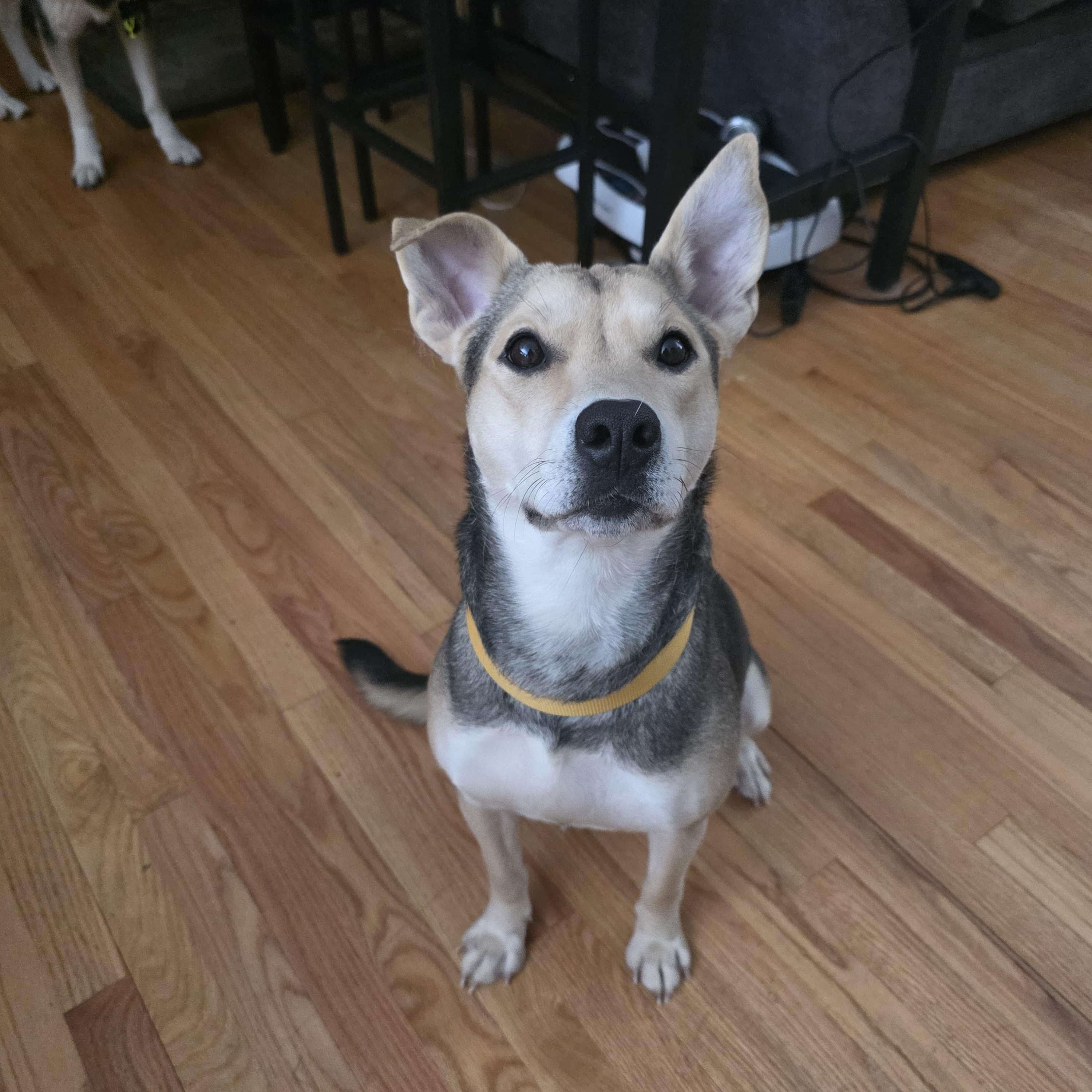 Princess - Adoptable Pet | Petfinder | Petfinder