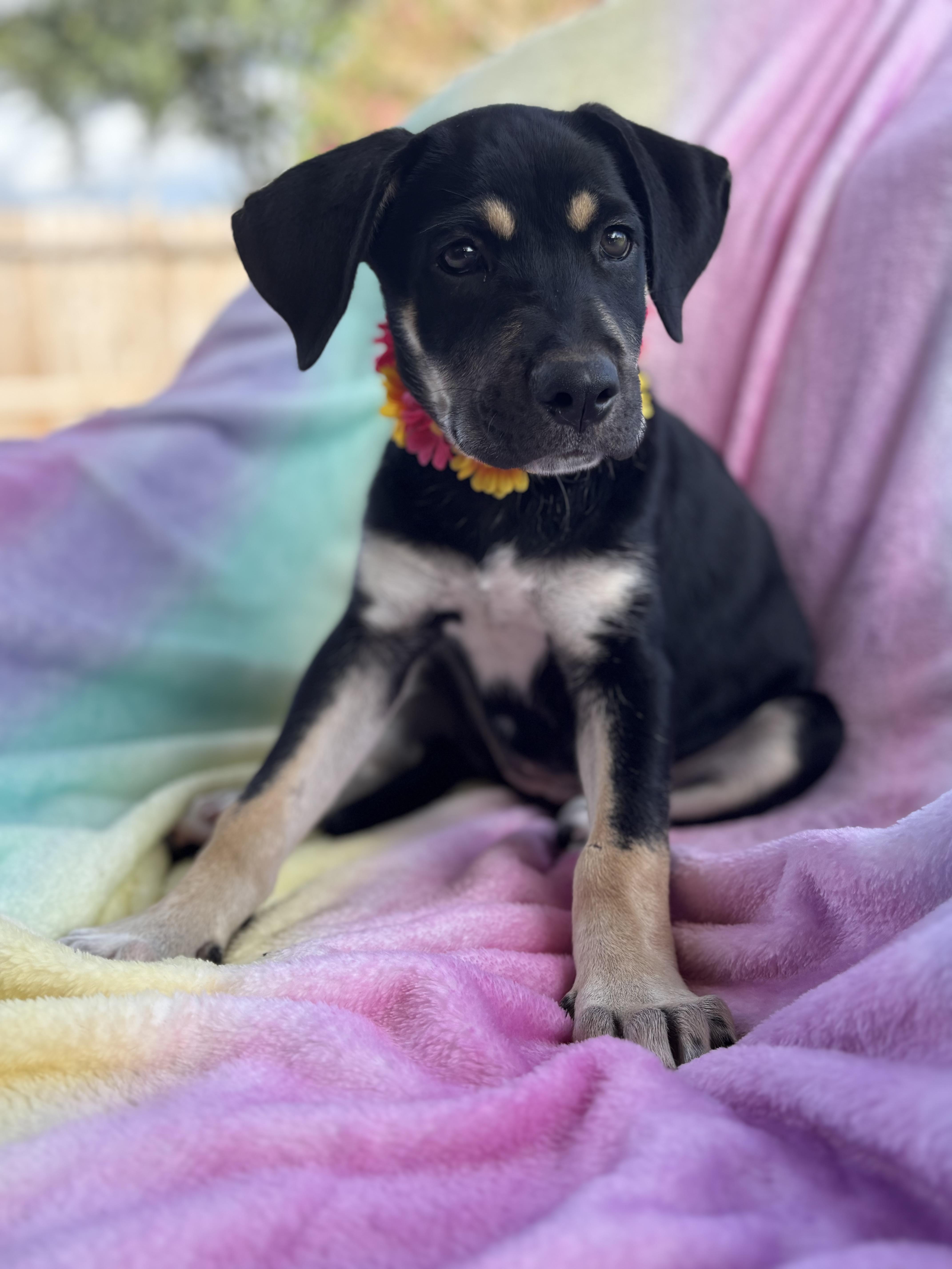 Dog for adoption - Noir Talia, a German Shepherd Dog & Australian ...