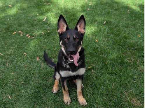 Adopt A Dog or Puppy