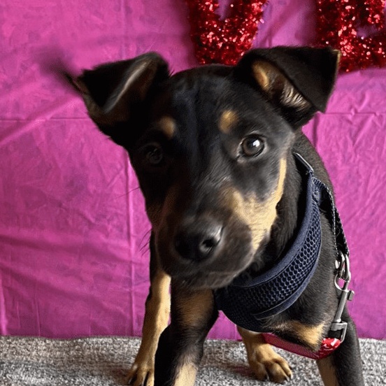 Dog for adoption - Gatorade, a German Pinscher & Labrador Retriever Mix ...