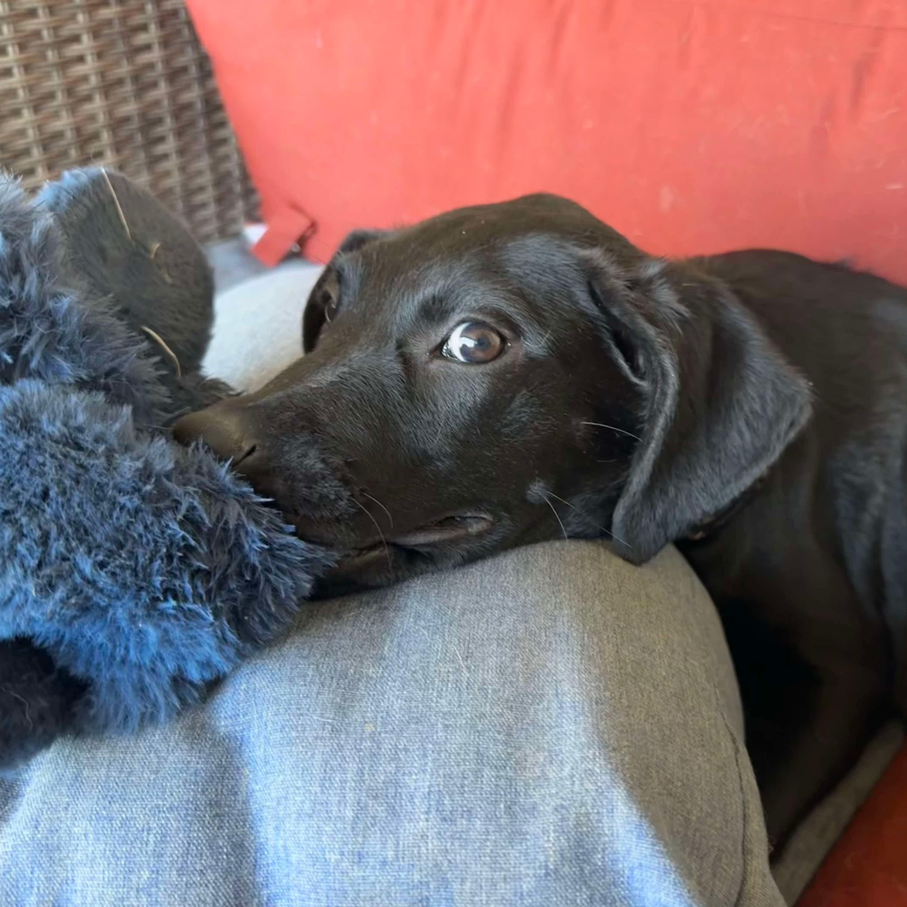 Dog for adoption - Pixie, a Black Labrador Retriever & Labrador ...