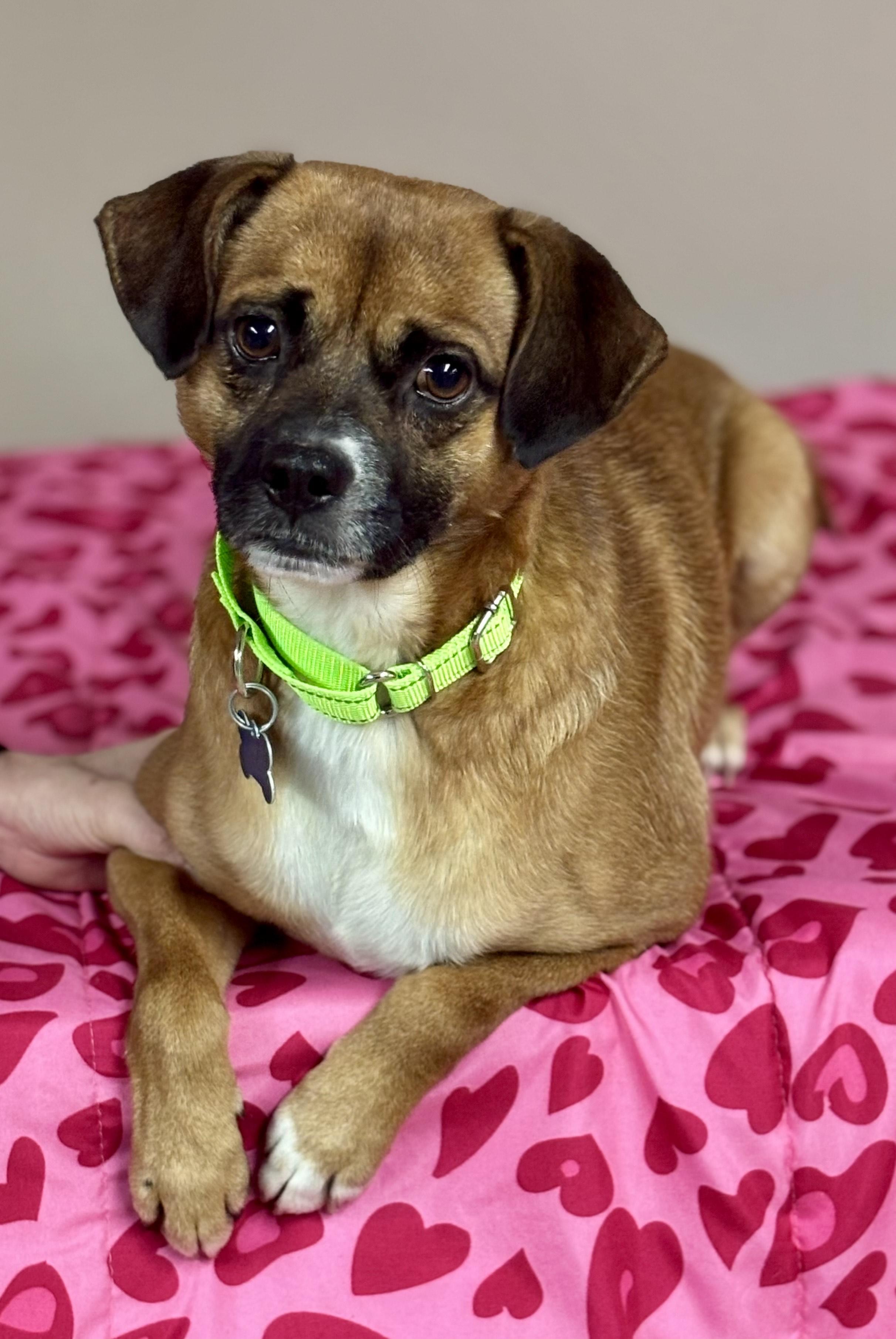 Dog for adoption - Rusty, a Puggle Mix in Aurora, IL | Petfinder