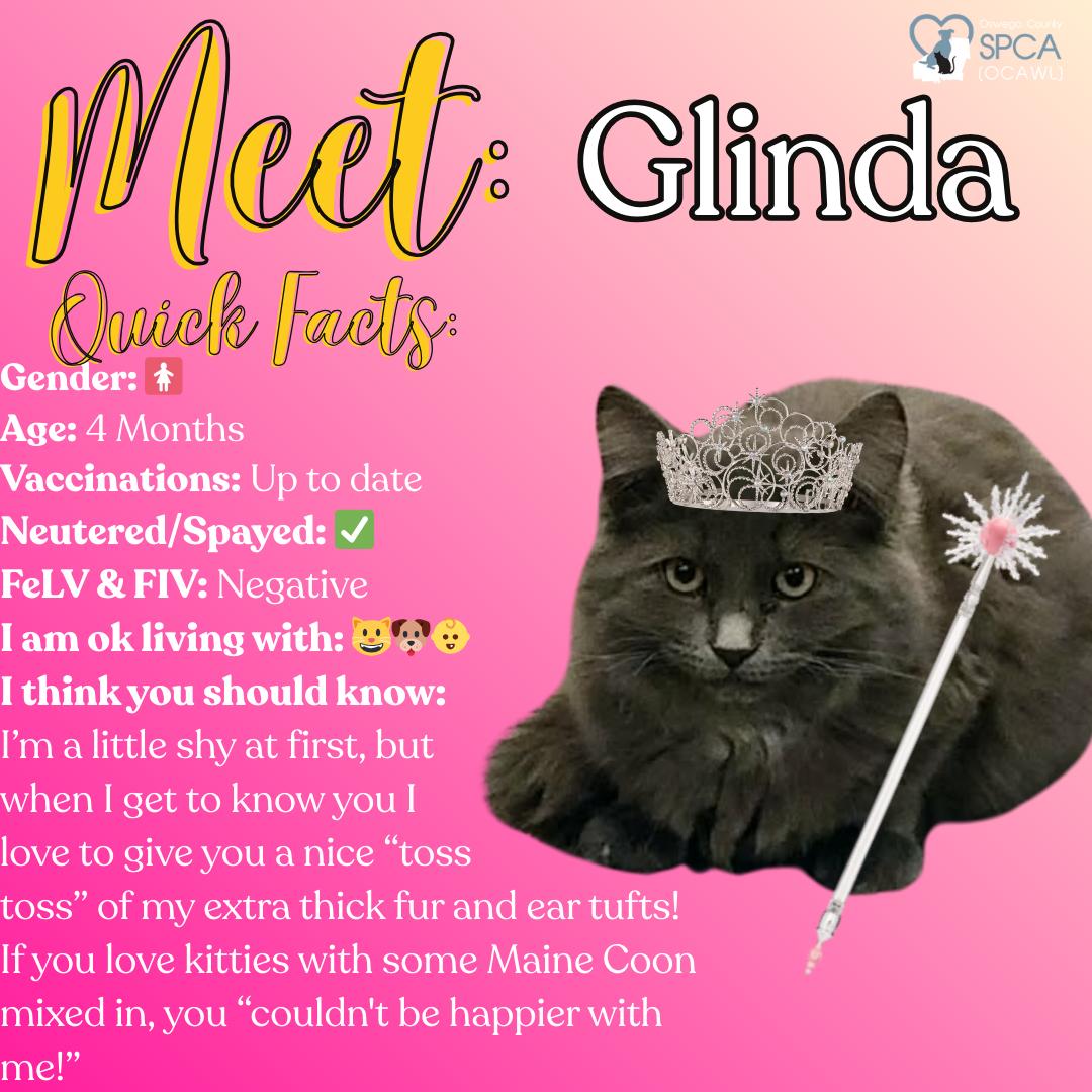 Glinda - Adoptable Pet | Petfinder | Petfinder