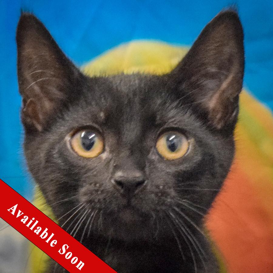 Cat for adoption - Kerry McWhiskers, a Bombay & Domestic Short Hair Mix ...