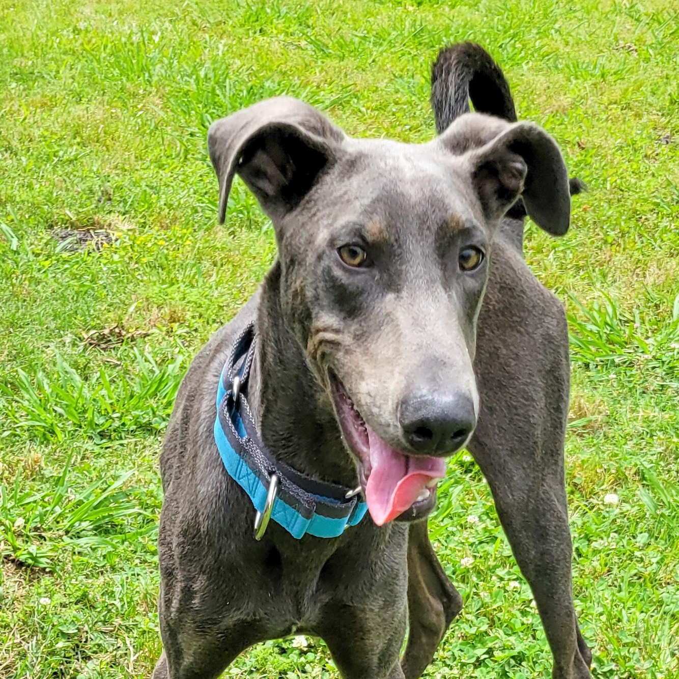 Dog for adoption - Axel Safari, a Doberman Pinscher & Greyhound Mix in ...