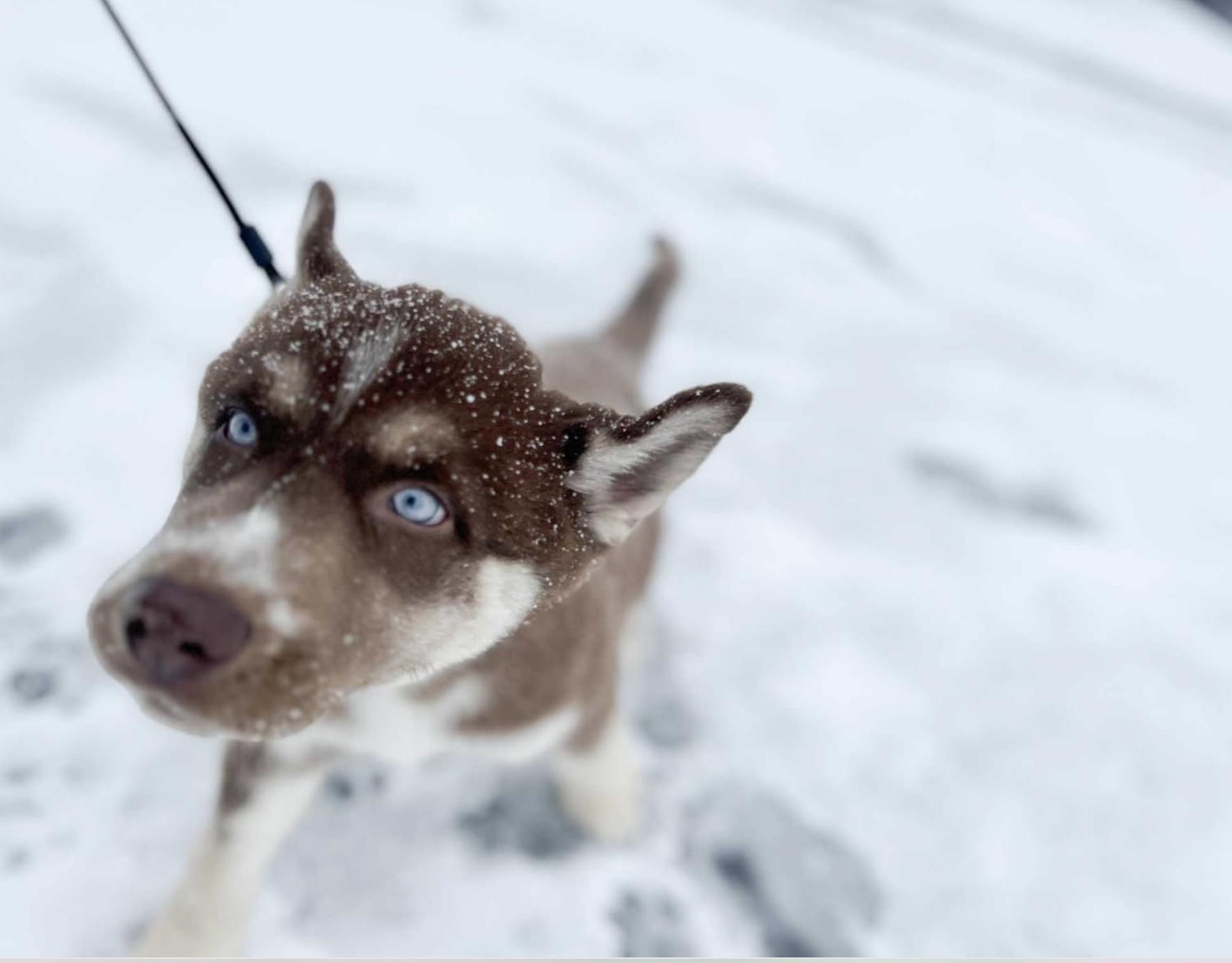 Dog for adoption - Milo, an Alaskan Malamute & Husky Mix in Quebec, QC ...