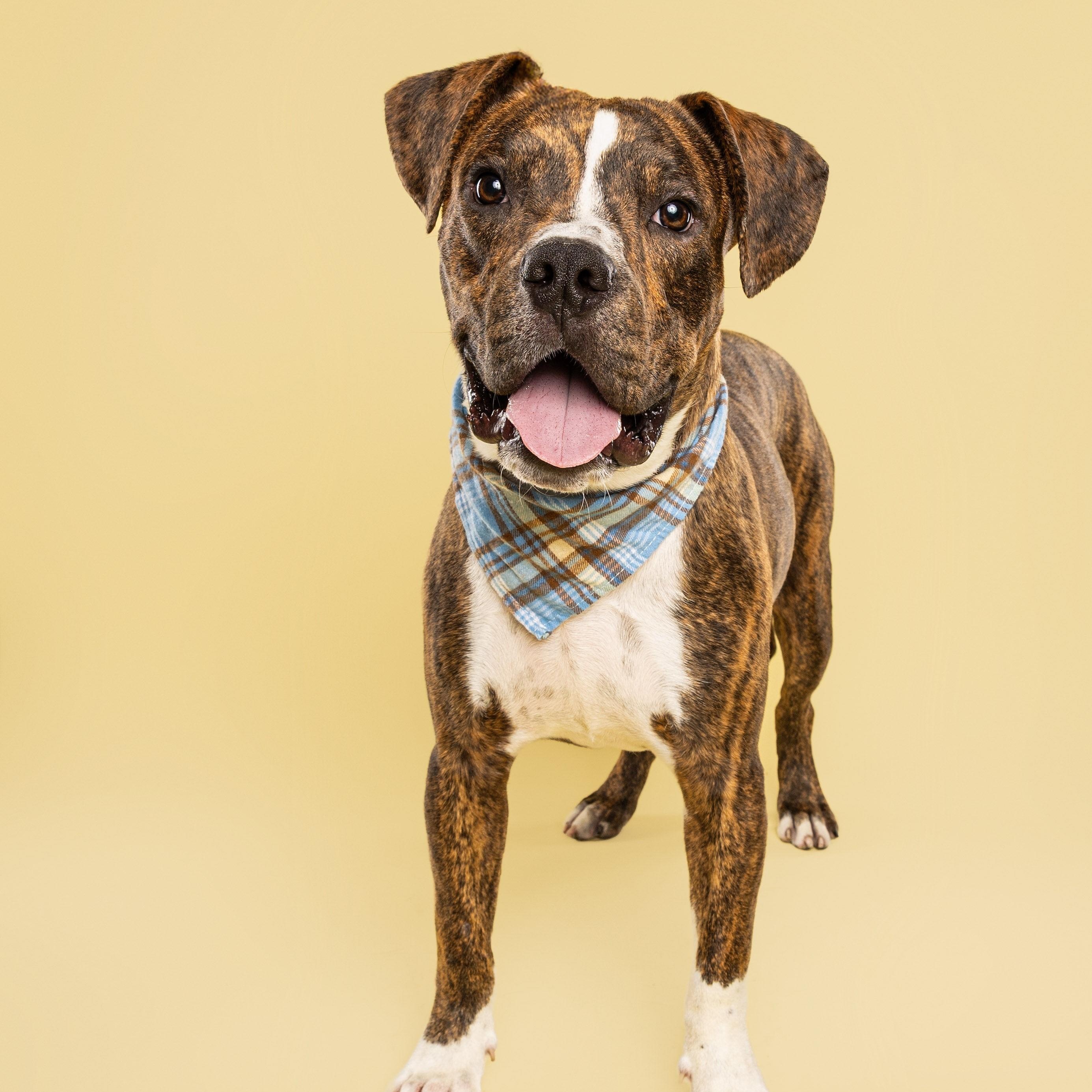 Dog for adoption - Radio, a Boxer Mix in Missoula, MT | Petfinder