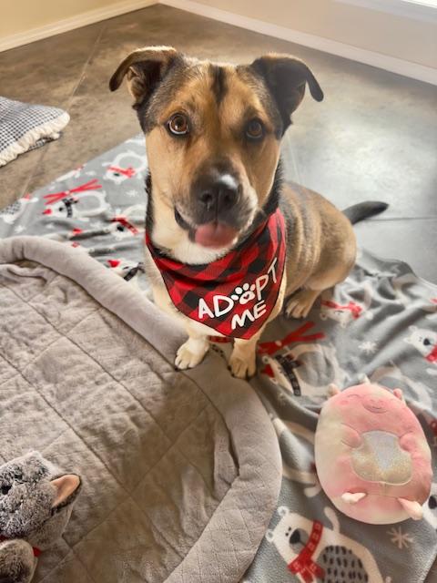 Dog for adoption - Chapo, a Mixed Breed in St Louis, MO | Petfinder