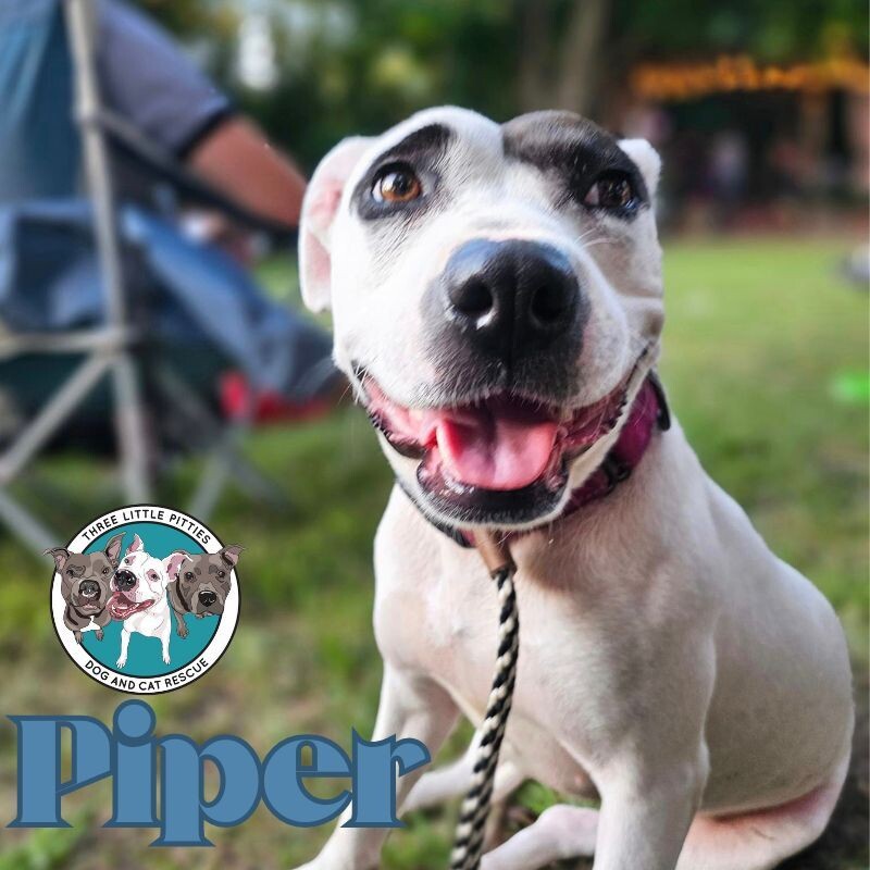 Dog for adoption - Piper Affectionate Perfect Pocket Pittie, a Bull ...