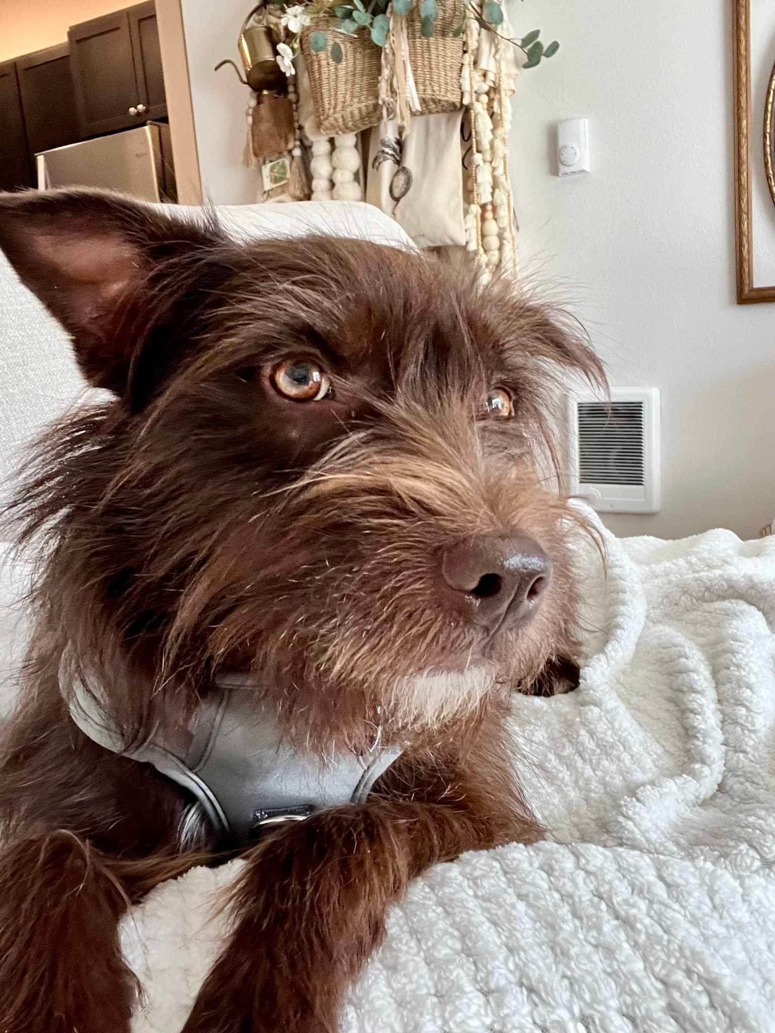 Dog for adoption - Cinnamon #2, a Terrier Mix in Puyallup, WA | Petfinder