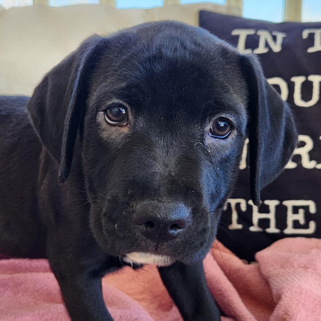 Dog for adoption - Hobart CB, a Black Labrador Retriever & Dachshund Mix in Brattleboro, VT ...