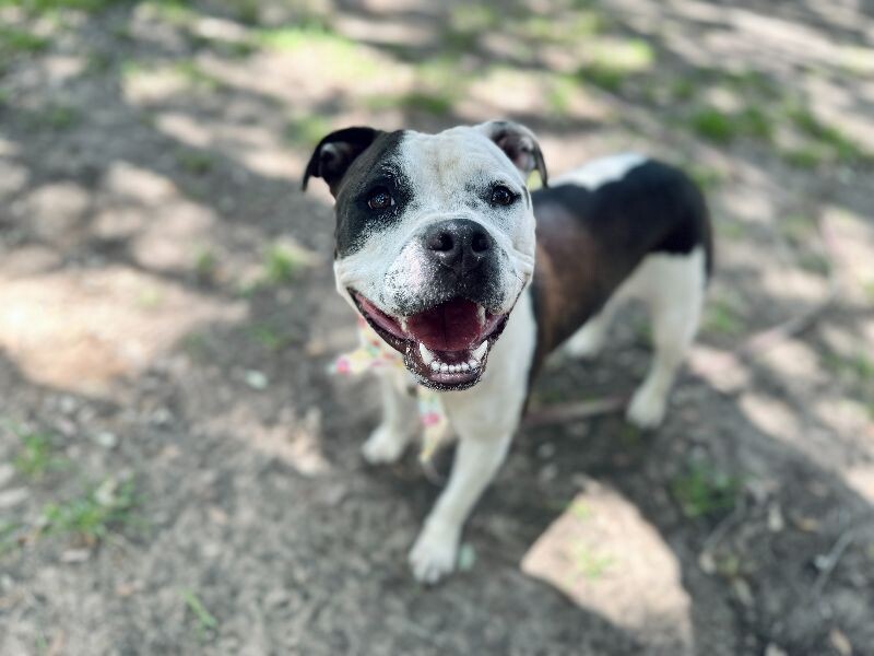 Dog for adoption - June Carter the Bestest Pittie!, a Pit Bull Terrier ...