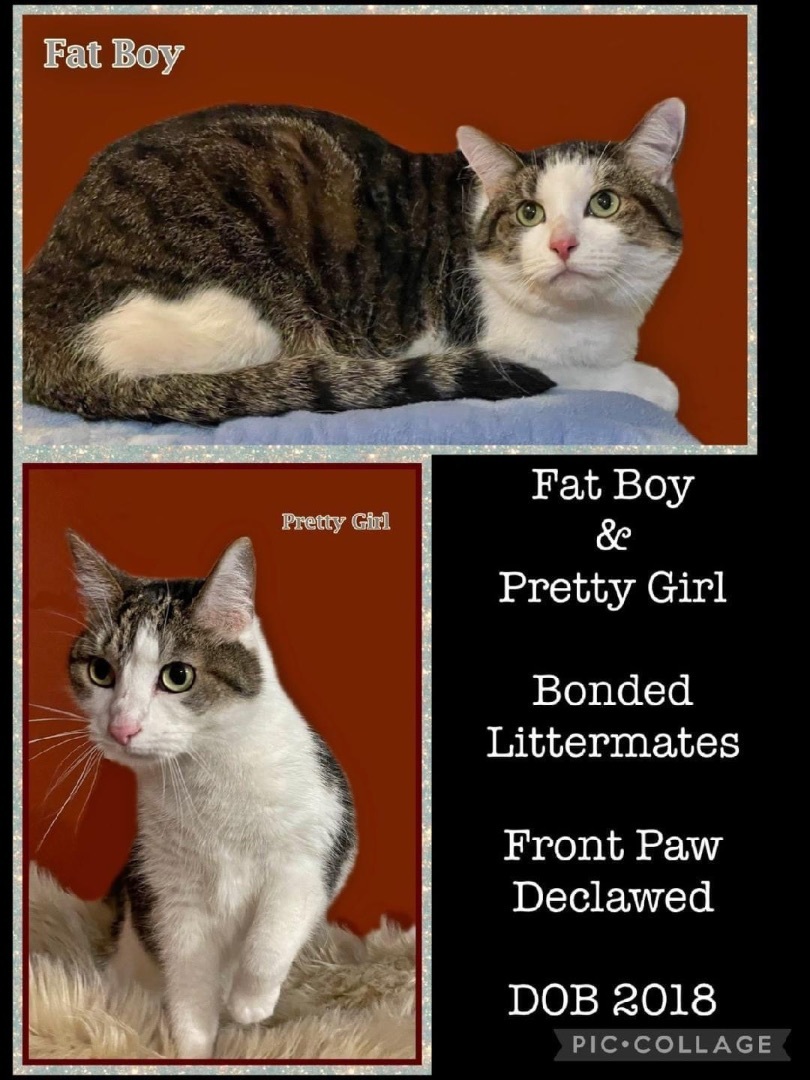 Available Cats - The A.R.K - Animal Recycling Kennel