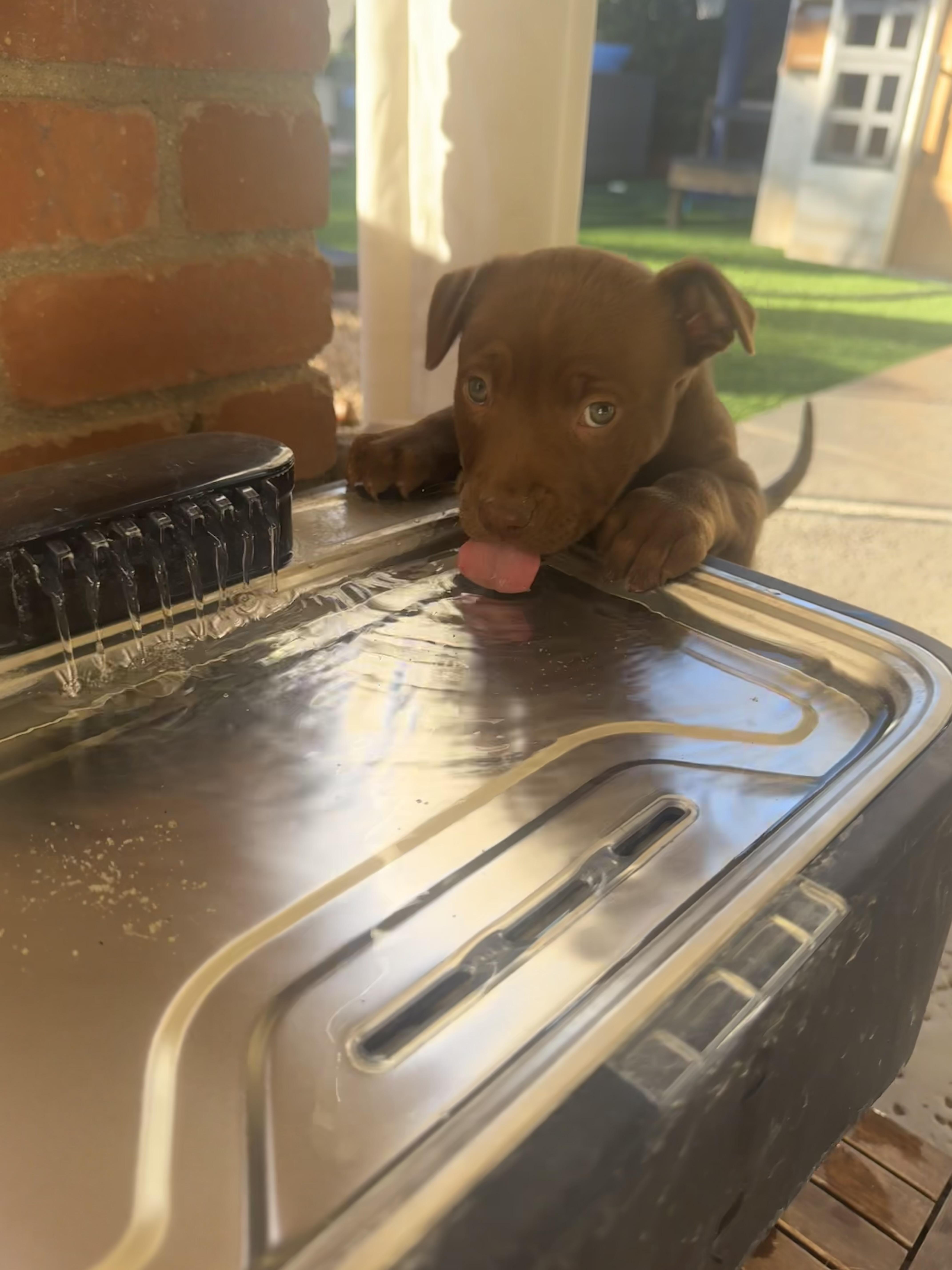 Leah - Adoptable Pet | Petfinder | Petfinder