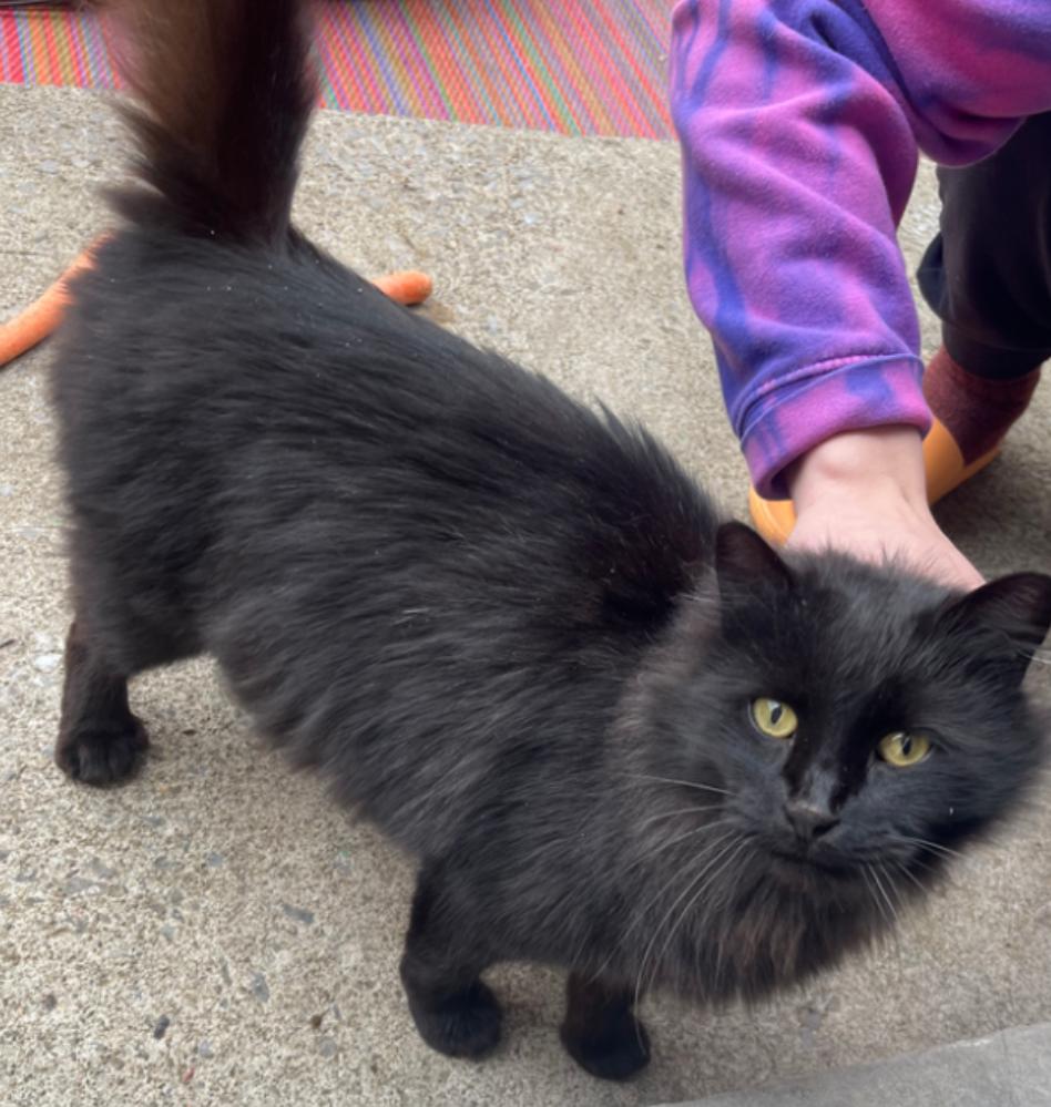 Cat for adoption - Xena, a Domestic Long Hair in Syracuse, NY | Petfinder