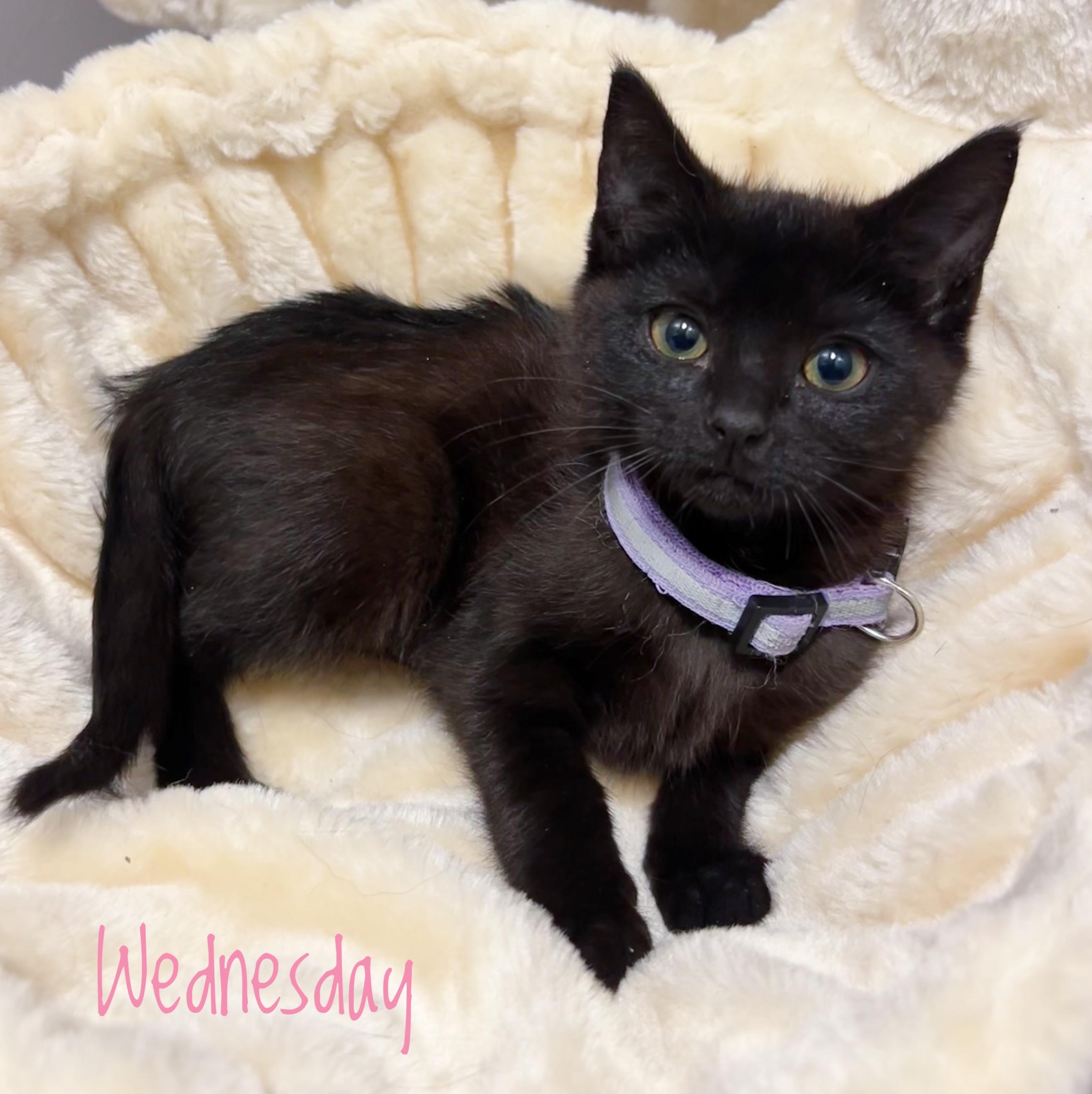 Cat for adoption - Wednesday Addams, a Domestic Short Hair in Bethel ...