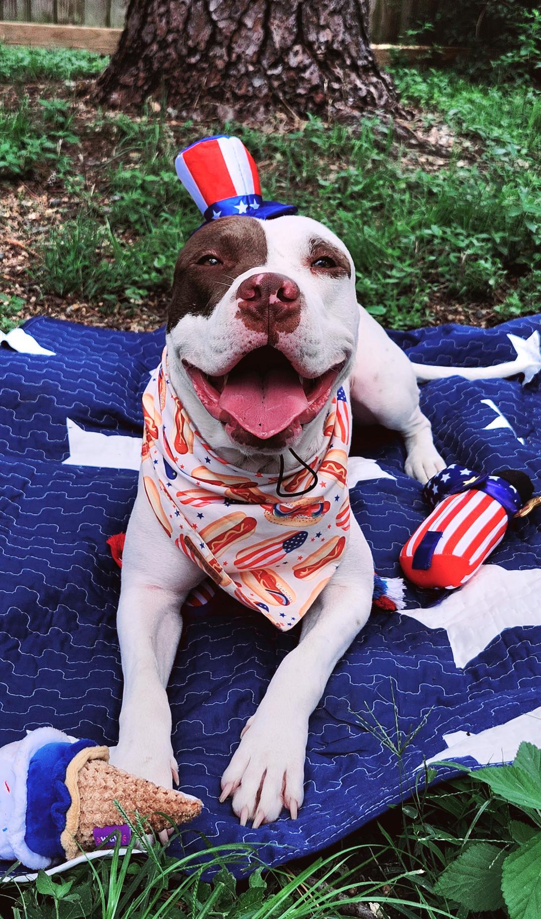 Dog for adoption - Ace, an American Staffordshire Terrier & Labrador Retriever Mix in Haymarket ...