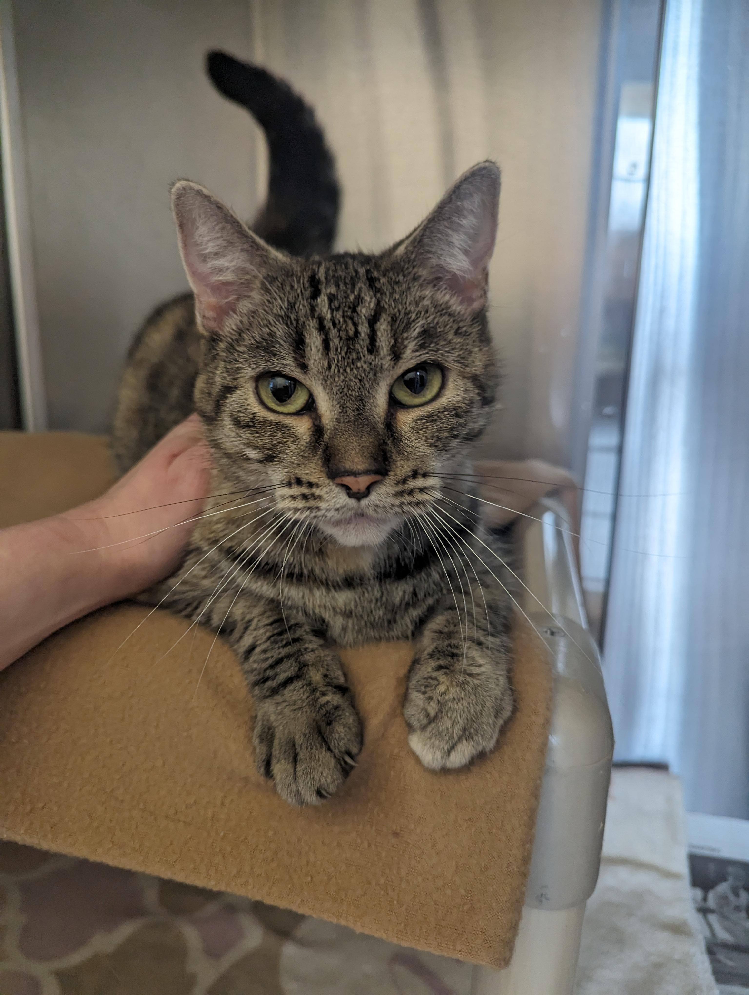 Cat for adoption - Stella, a Domestic Short Hair & Torbie Mix in ...