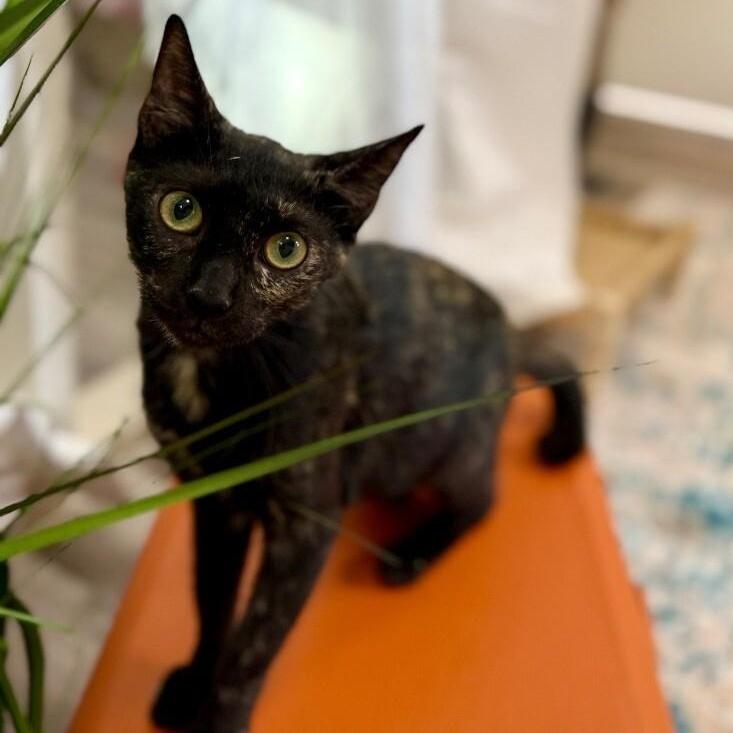 Cat for adoption - Eloise Leung, a Domestic Short Hair & Tortoiseshell ...