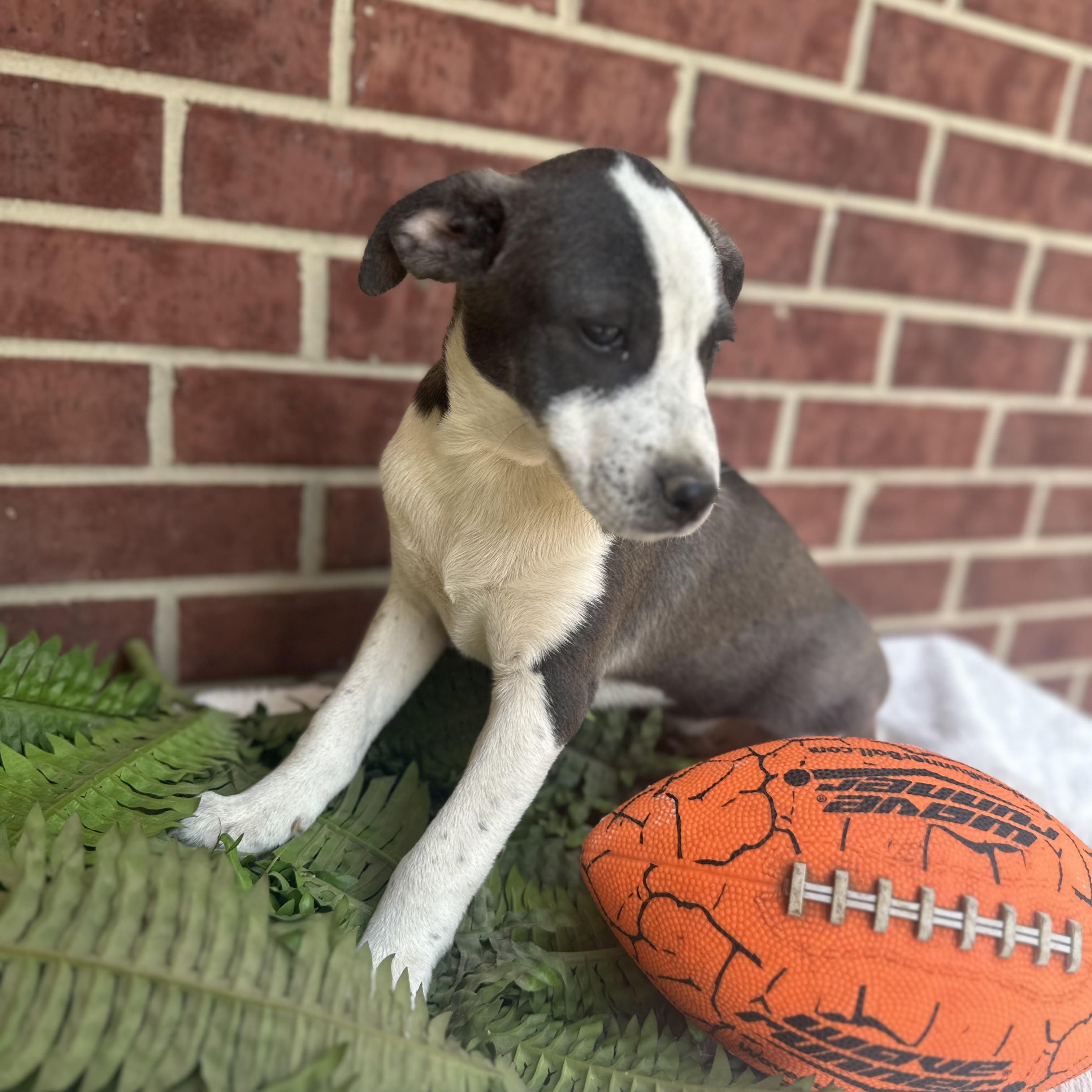 Dog for adoption - Hank, a Beagle & Jack Russell Terrier Mix in Green ...