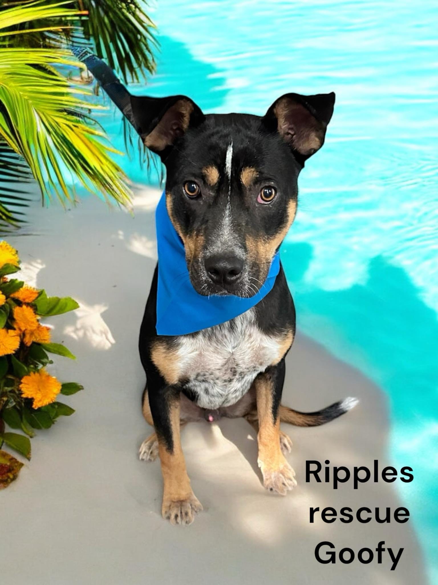 Dog for adoption - Goofy, a Pit Bull Terrier in Hilham, TN | Petfinder