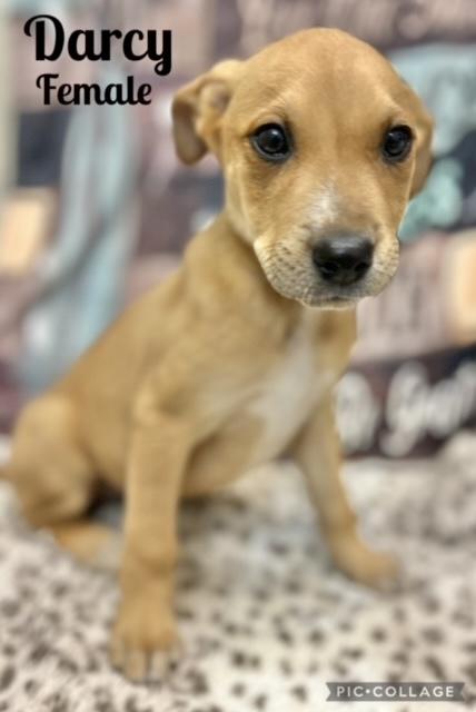 Dog for adoption - Darcy, a Mountain Cur in Manchester, CT | Petfinder