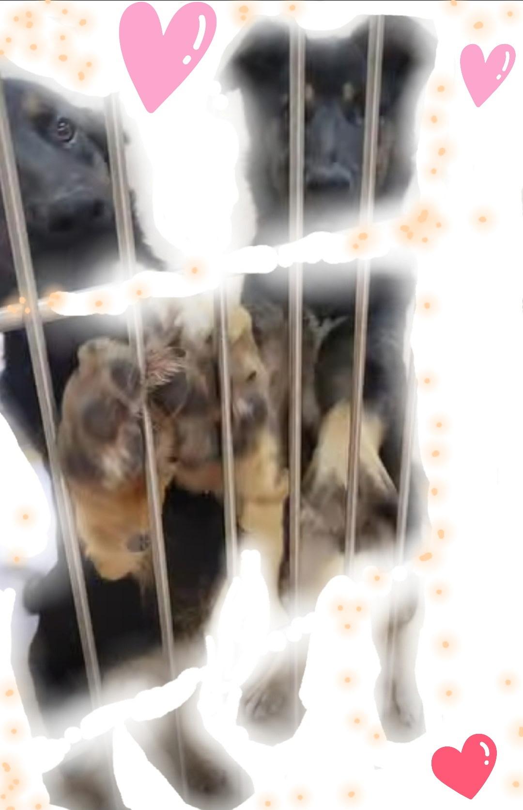 Dog for adoption - Donald Duck and Mickey Mouse! URGENT FOSTERS NEEDED ...