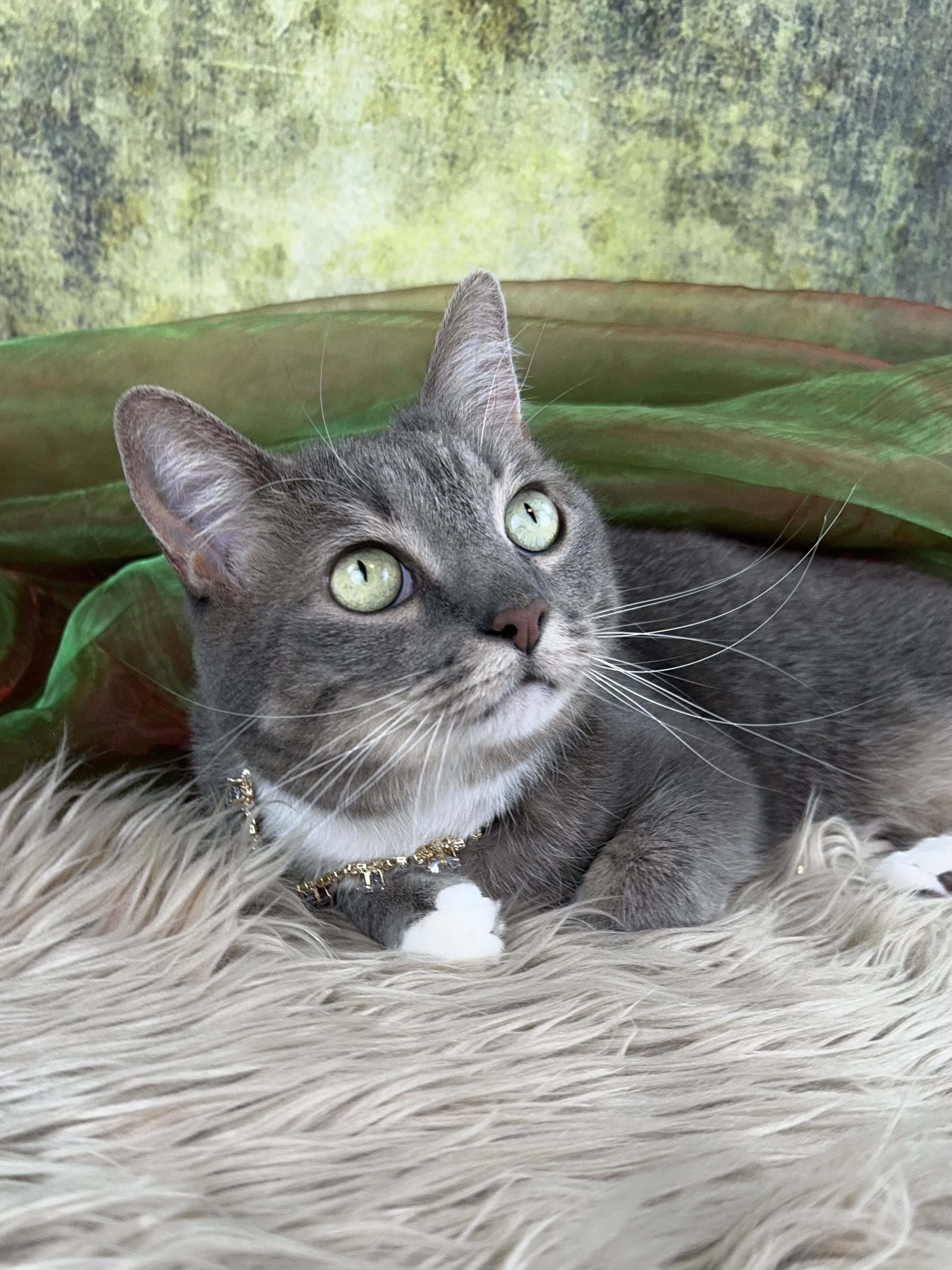 Cat for adoption - Ruby, a Tabby & Russian Blue Mix in Houston, TX ...