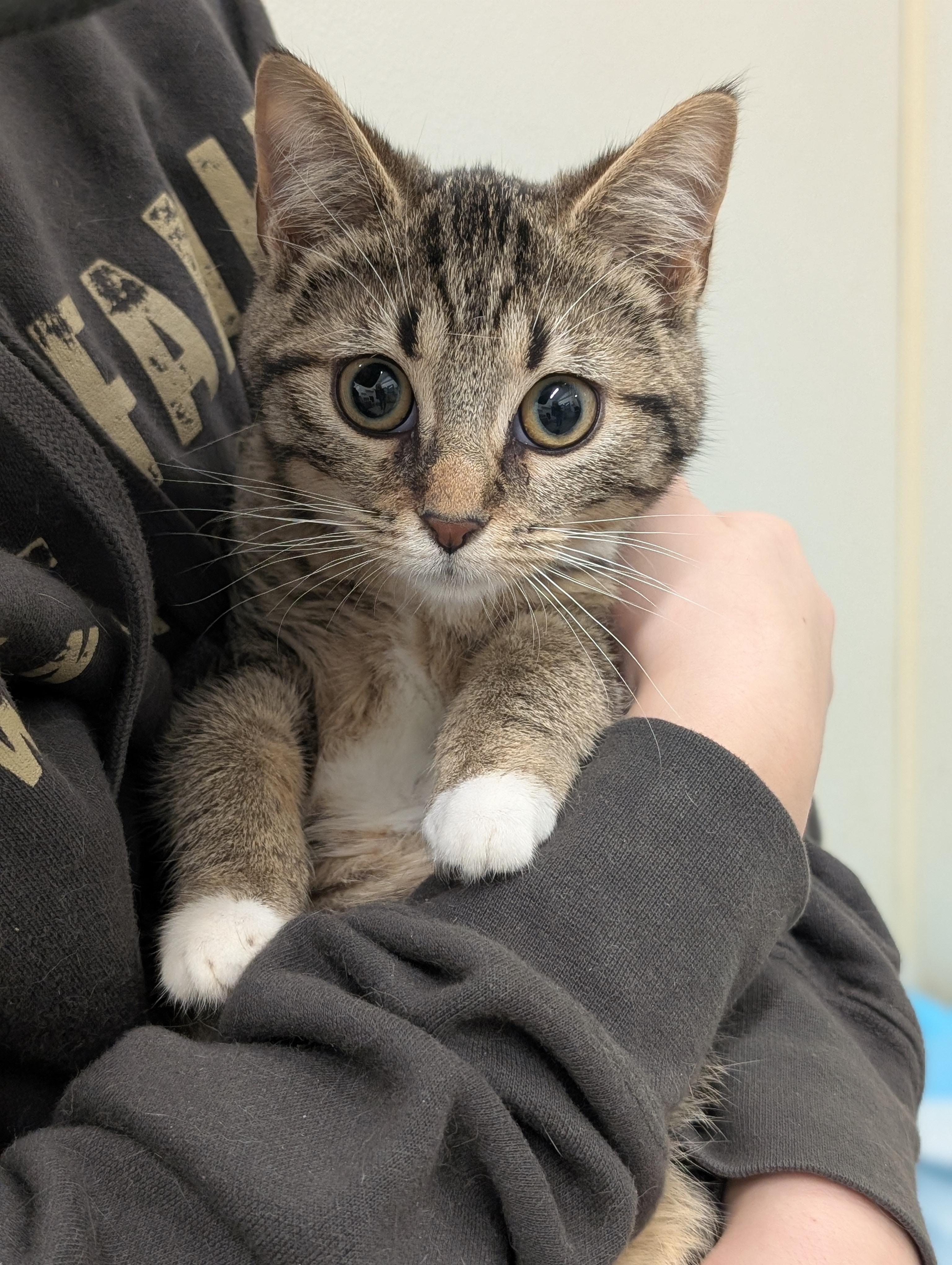 Cat for adoption - Jillie, a Domestic Short Hair in Tilton, IL | Petfinder