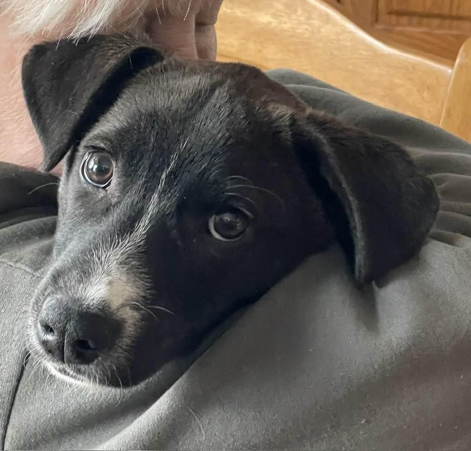 Dog for adoption - Moon, a Labrador Retriever Mix in Crystal Lake, IL ...