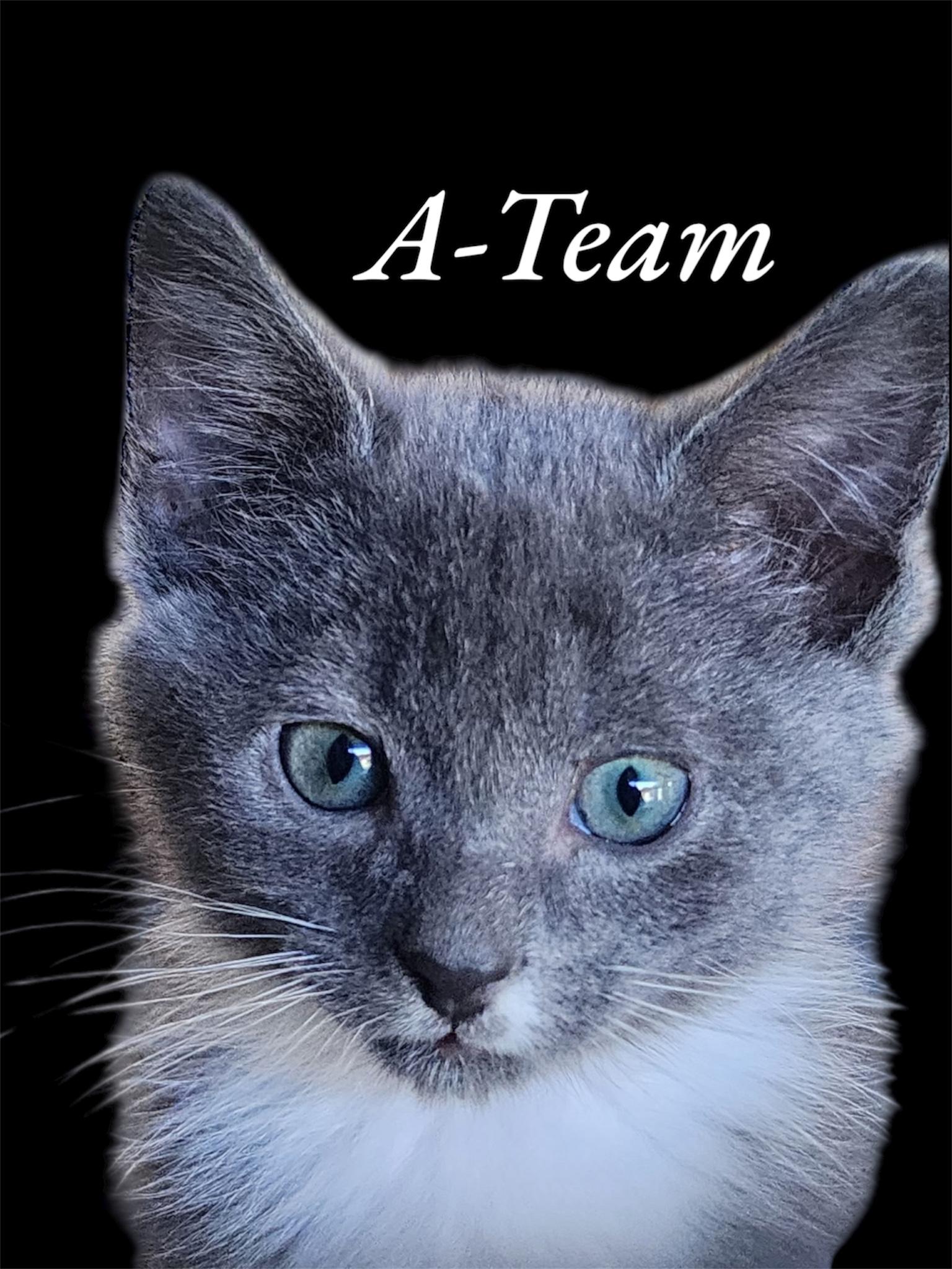 Cat for adoption - A-Team, a Domestic Medium Hair in Auburn, CA | Petfinder