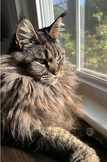 Cat for adoption - GA - Groot (MCR), a Maine Coon in Milledgeville, GA ...
