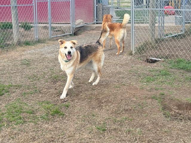 Dog for adoption - Wolf, a German Shepherd Dog & Husky Mix in Herald ...