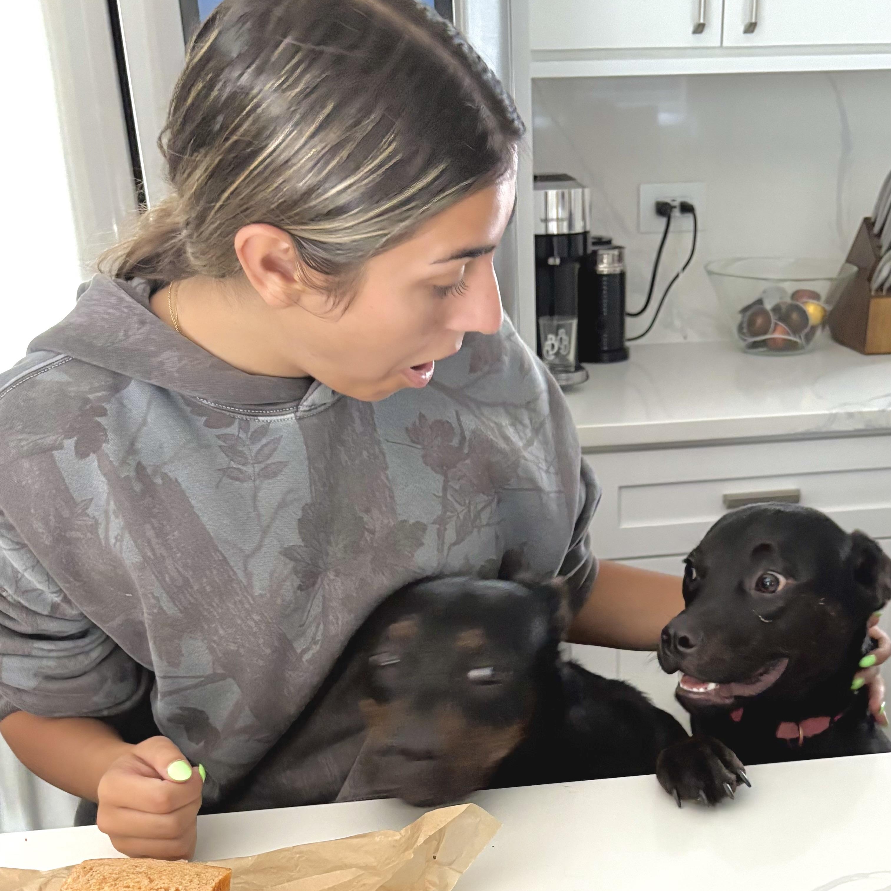 Dog for adoption - Tinsley, a German Shepherd Dog & Rottweiler Mix in ...