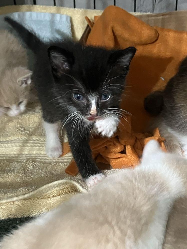 Cat for adoption - Kittens, a Domestic Short Hair in Westfield, MA ...