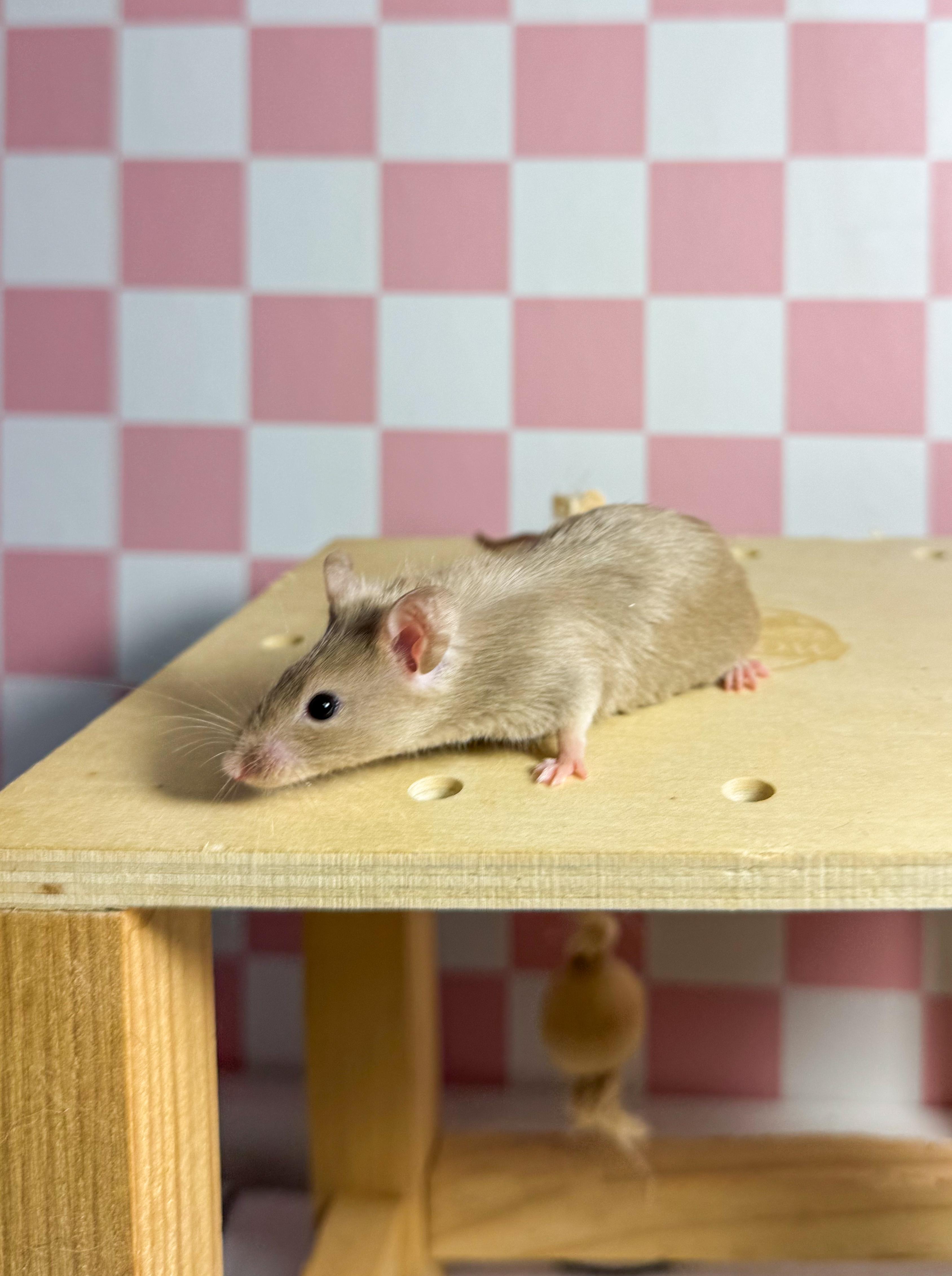 Mouse for adoption - Briar, a Mouse in North Little Rock, AR | Petfinder