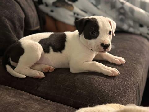 Dog for adoption - Gretta, an American Bulldog & Pit Bull Terrier Mix ...