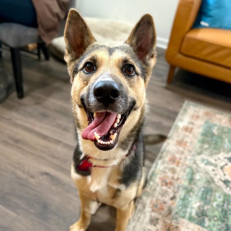 Dog for adoption - Allison the Sweet petite Shepherd, a German Shepherd ...