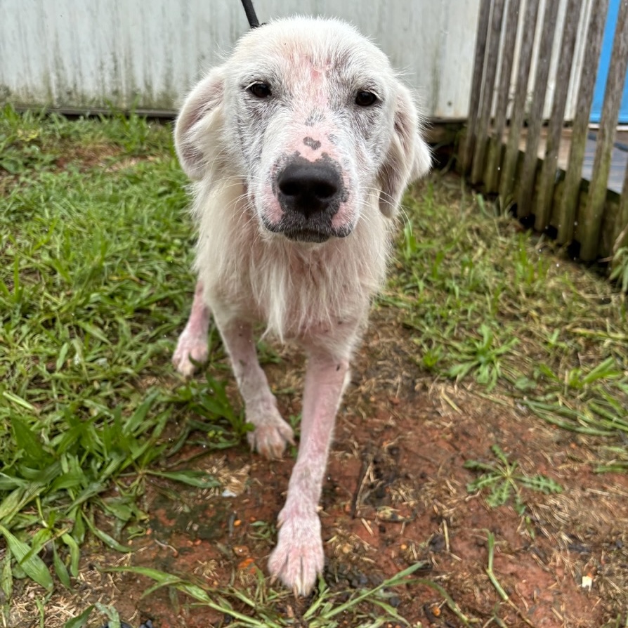 Dog for adoption - Mara Largo, a Great Pyrenees in Northwood, NH ...