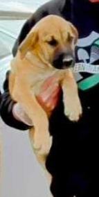 Dog for adoption - lol-P15 Courage, a Yellow Labrador Retriever Mix in ...
