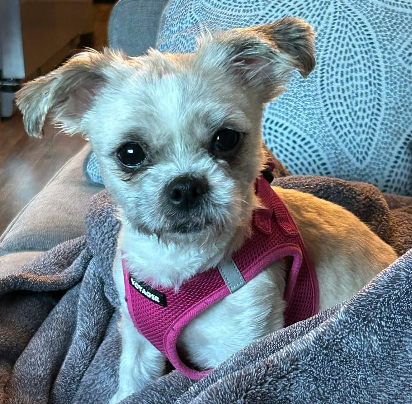 Lucy - Adoptable Pet | Petfinder | Petfinder