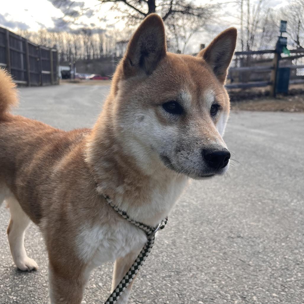 Dog for adoption - Umi, a Shiba Inu in Chester Springs, PA | Petfinder
