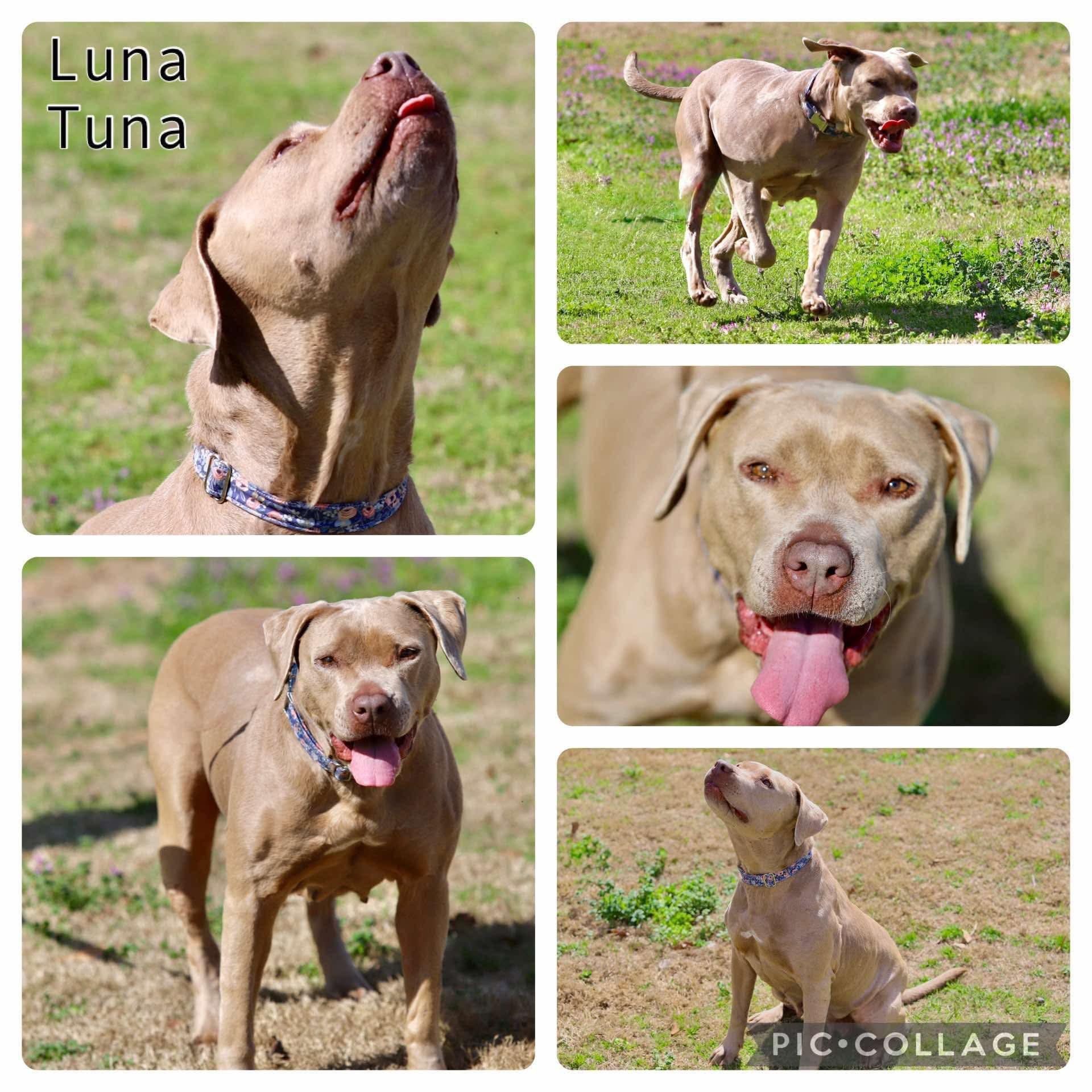 Dog for adoption - Luna Tuna, a Pit Bull Terrier Mix in Enterprise, AL ...