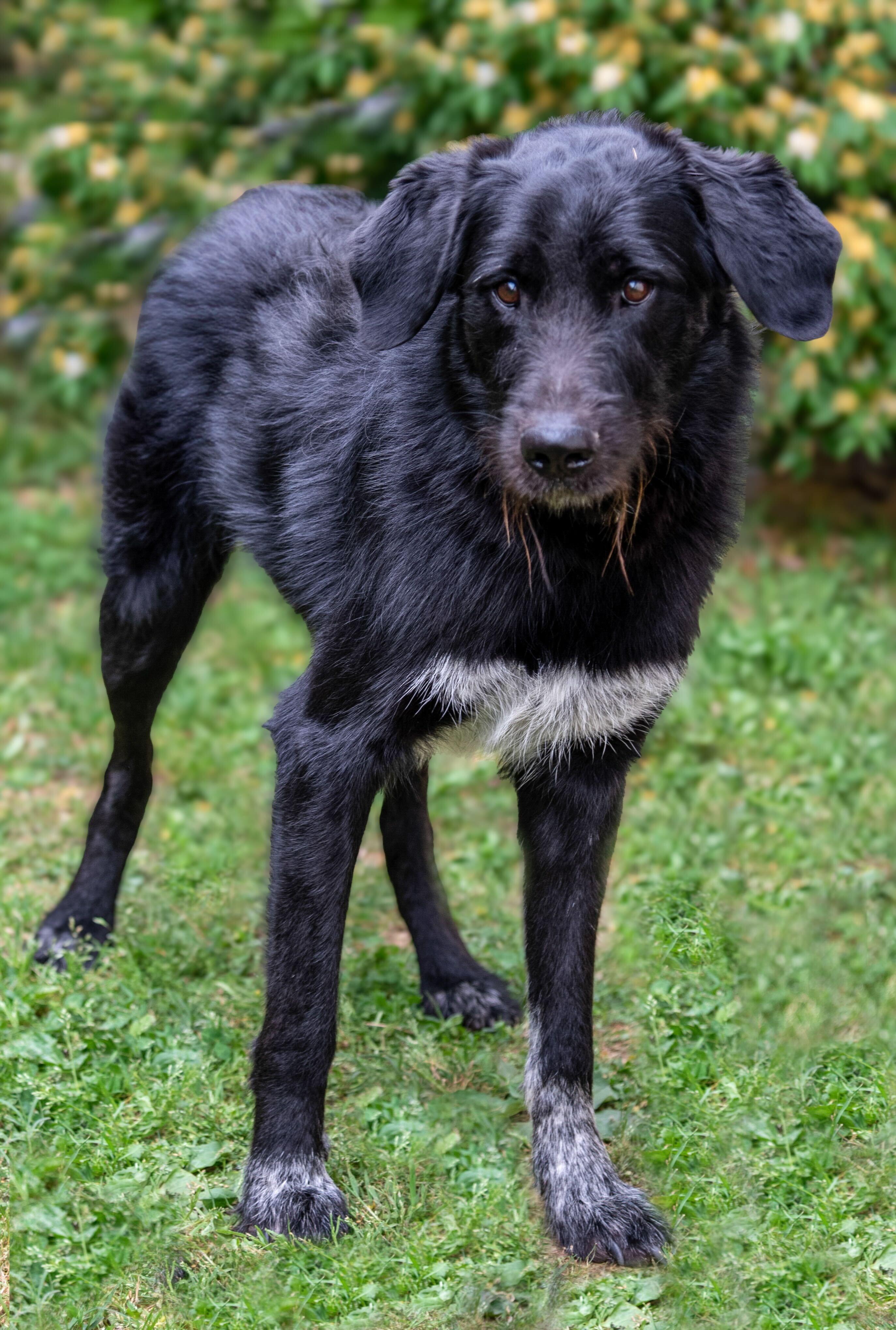 Dog for adoption - Flipper, a Bearded Collie Mix in Harrisburg, PA ...