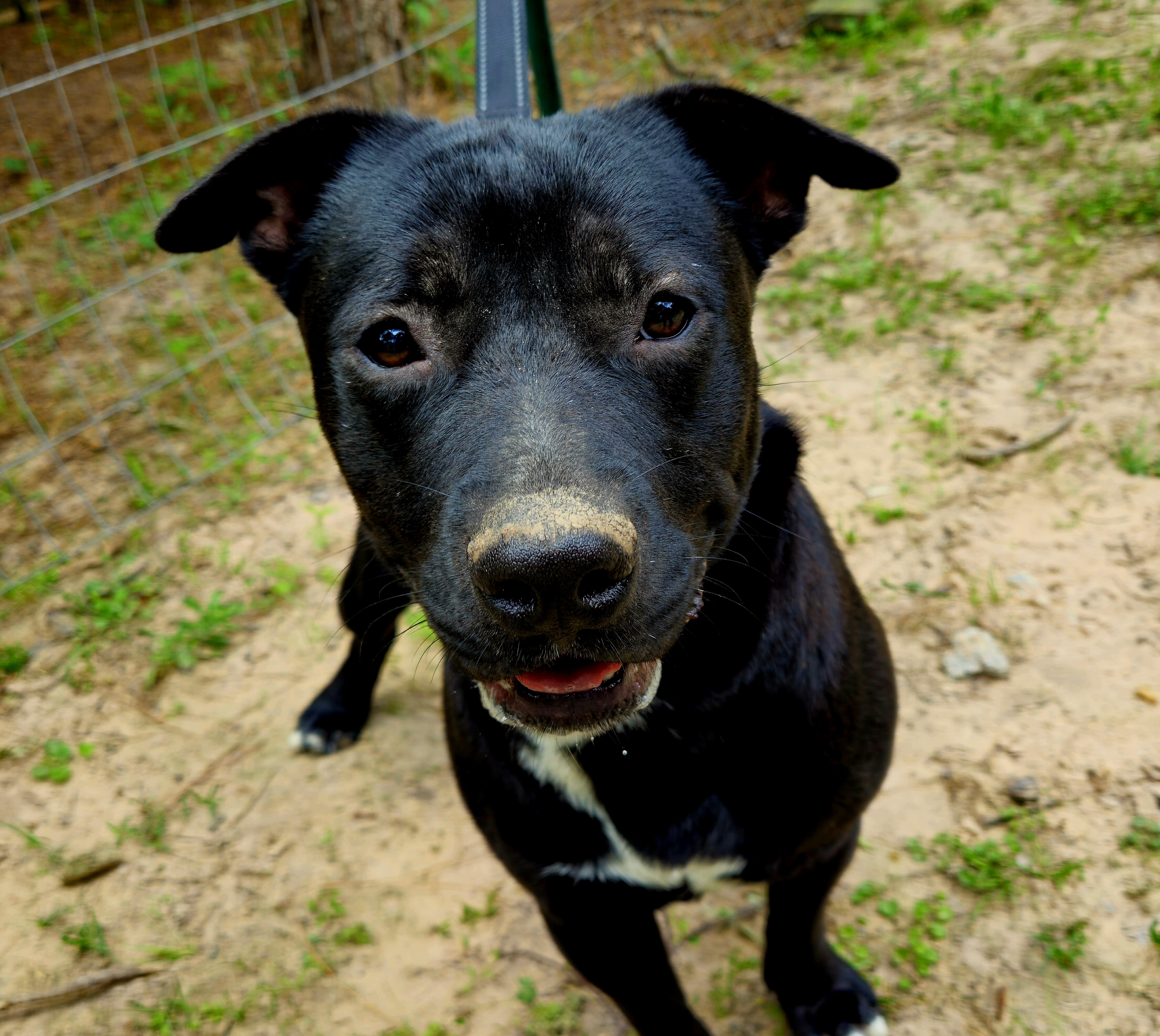 Dog for adoption - Jeff - VT, a Black Labrador Retriever & American Staffordshire Terrier Mix in ...