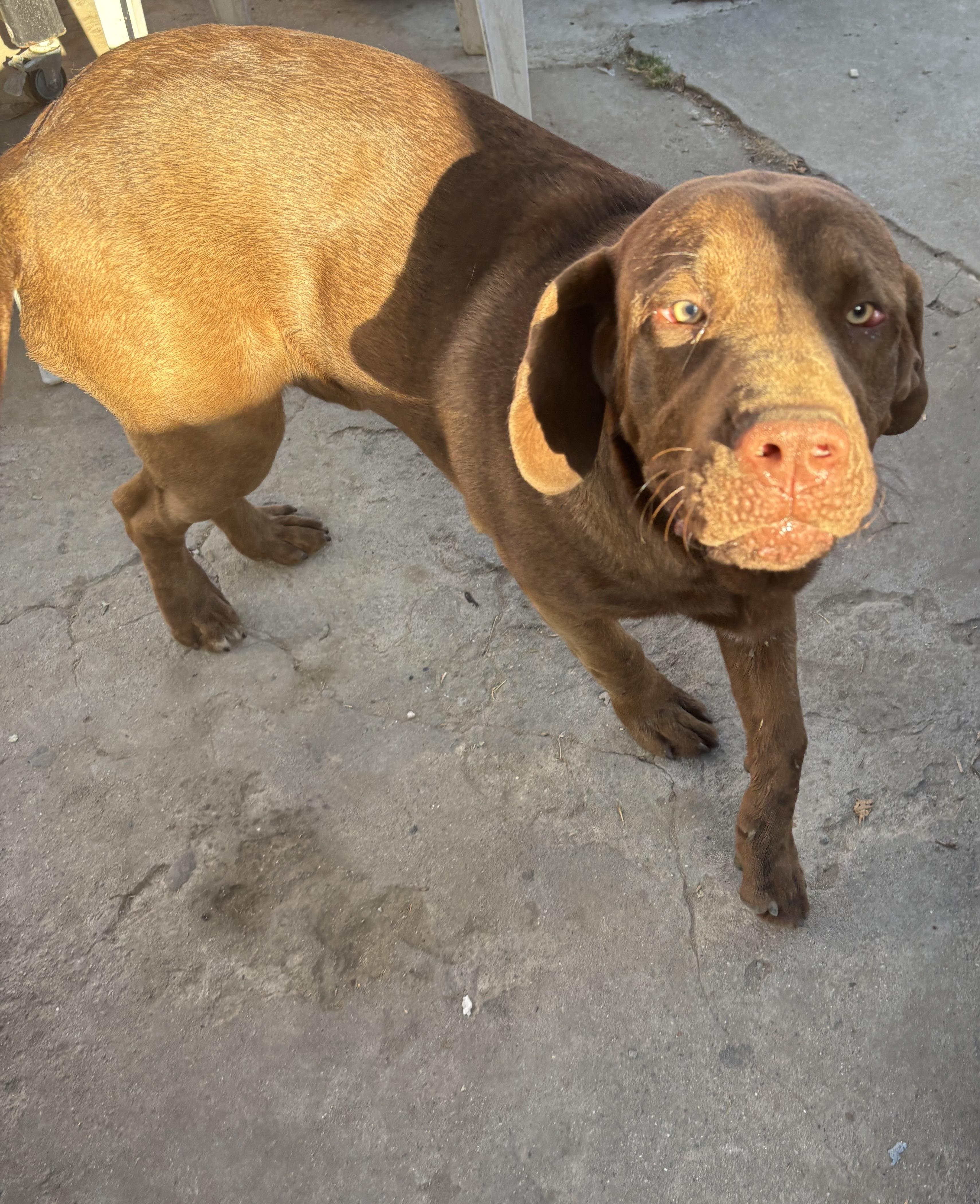 Dog for adoption - MAX - urgent urgent urgent foster needed immediately ...