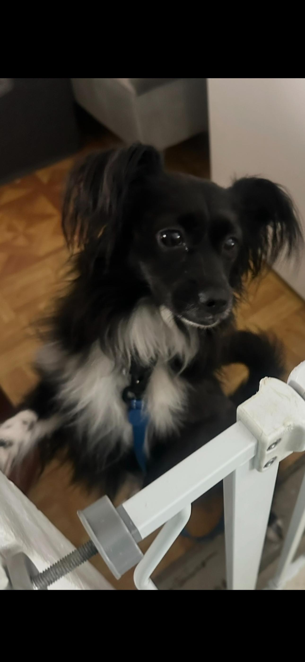 Bennie - Adoptable Pet | Petfinder