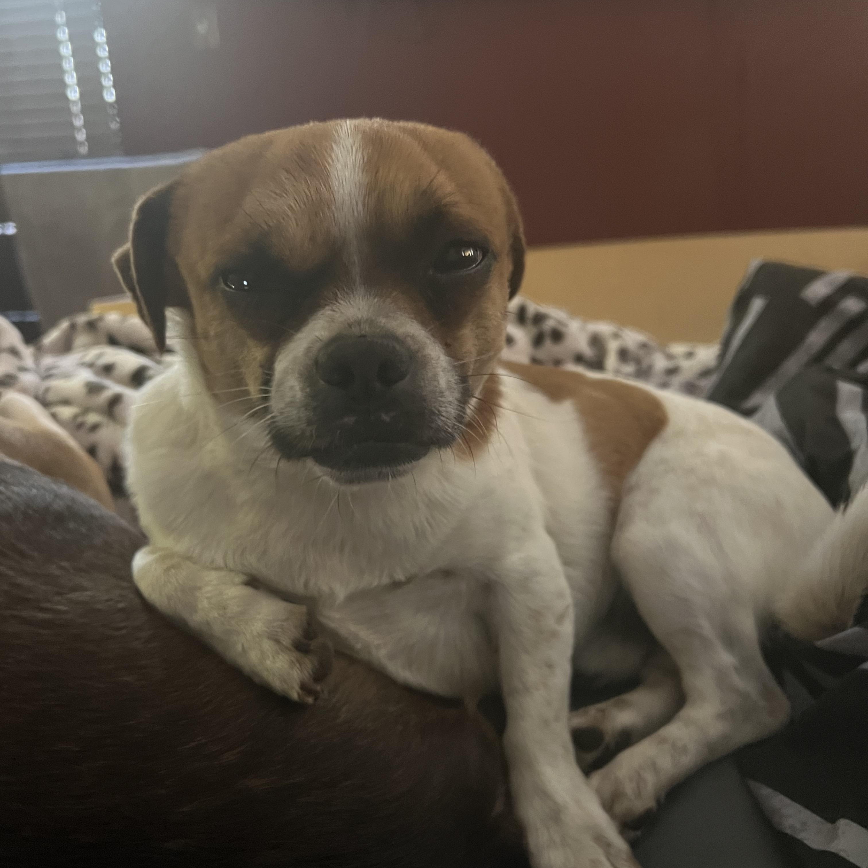 Dog for adoption - Pudge, a Chug in Georgetown , CA | Petfinder