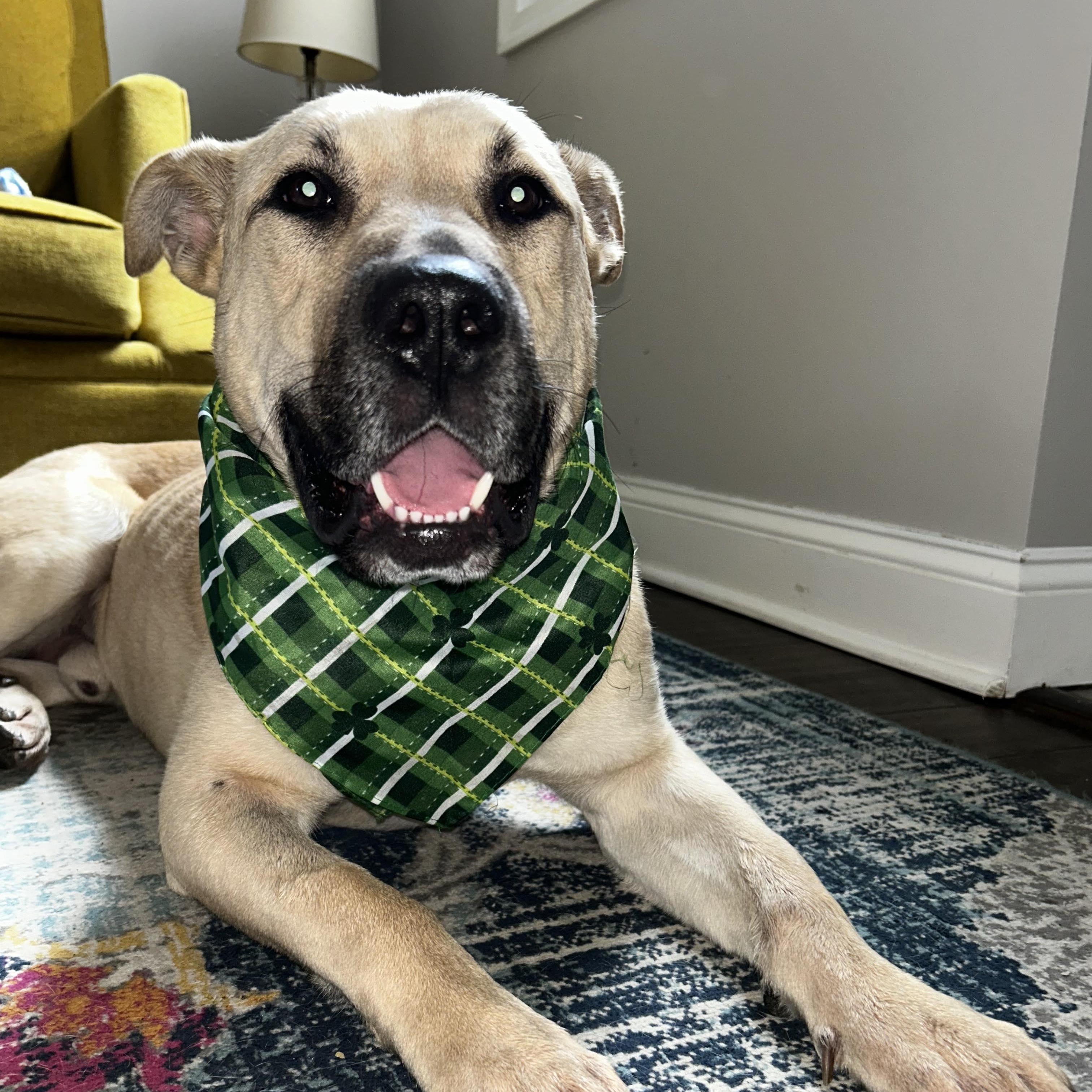 Dog for adoption - Buddy, a Mastiff & Boxer Mix in Chester, NH | Petfinder